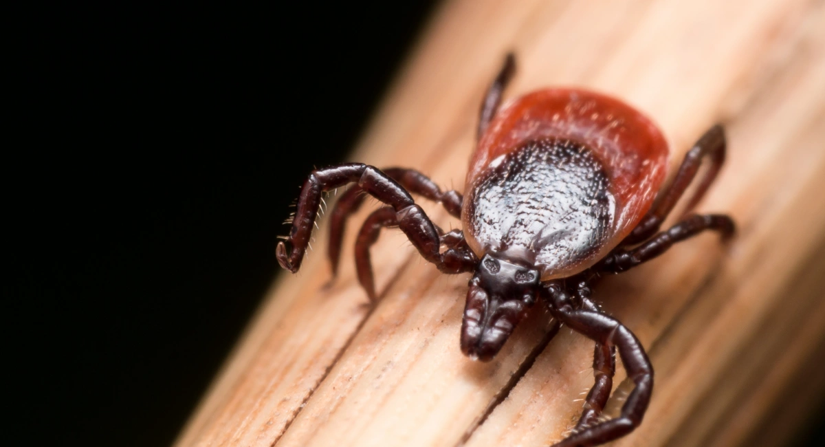 Avoid Ticks in Upstate NY | Assured Environments